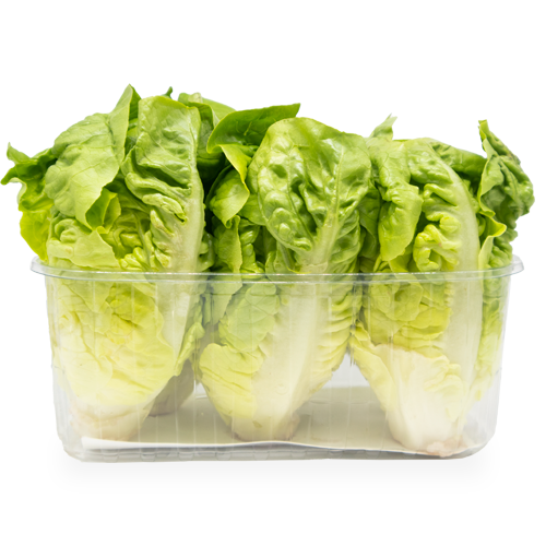 Corazón de cogollos | Fruta y verdura Cal Fruitós